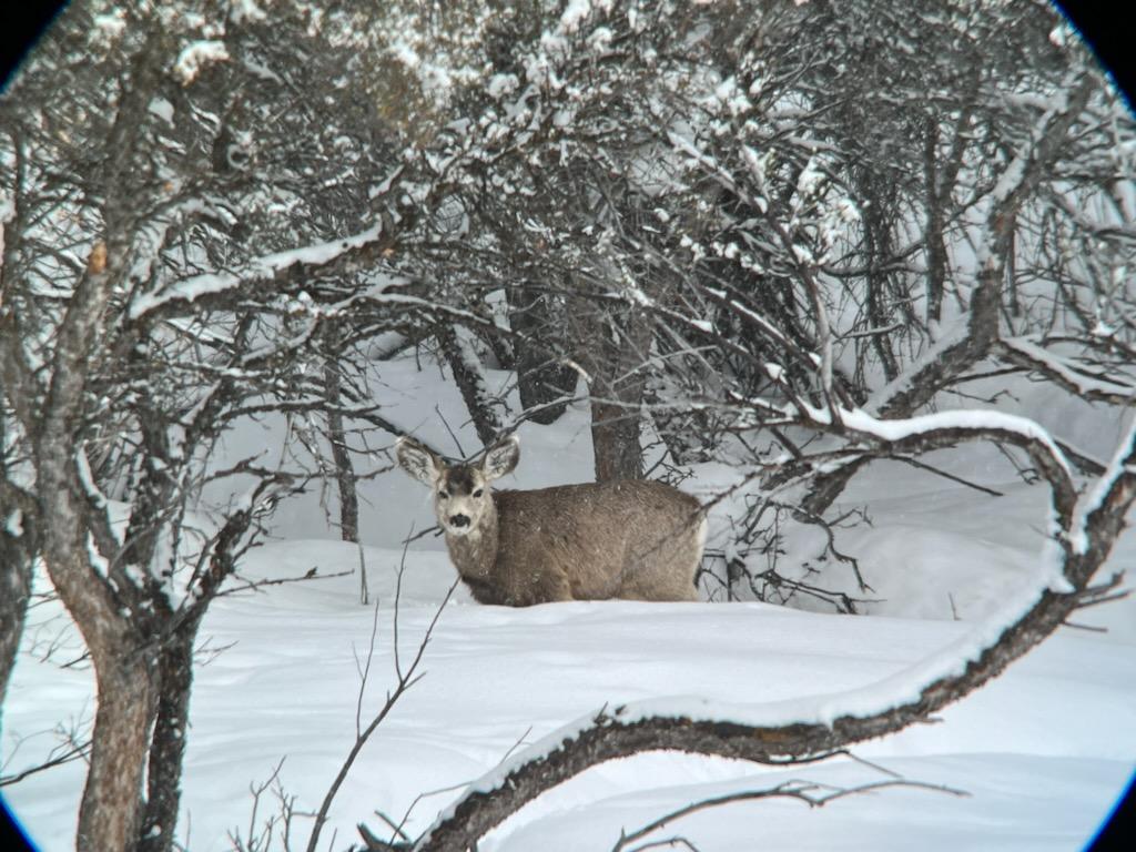 DWR closes 24 wildlife management areas to help protect wintering deer ...